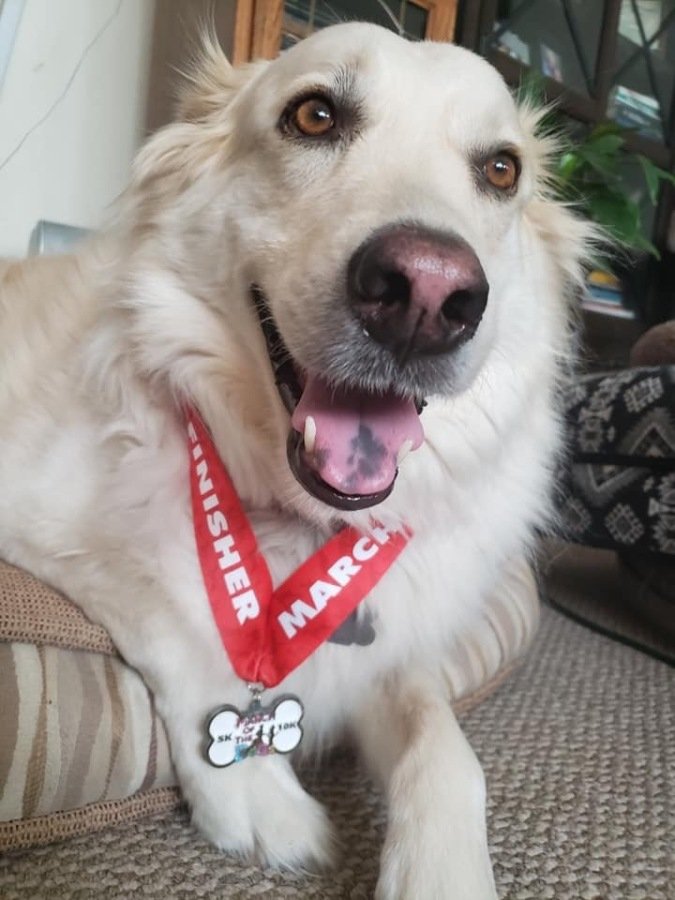 ‘MARCH OF THE DOGS 5K/10K' VIRTUAL RUN