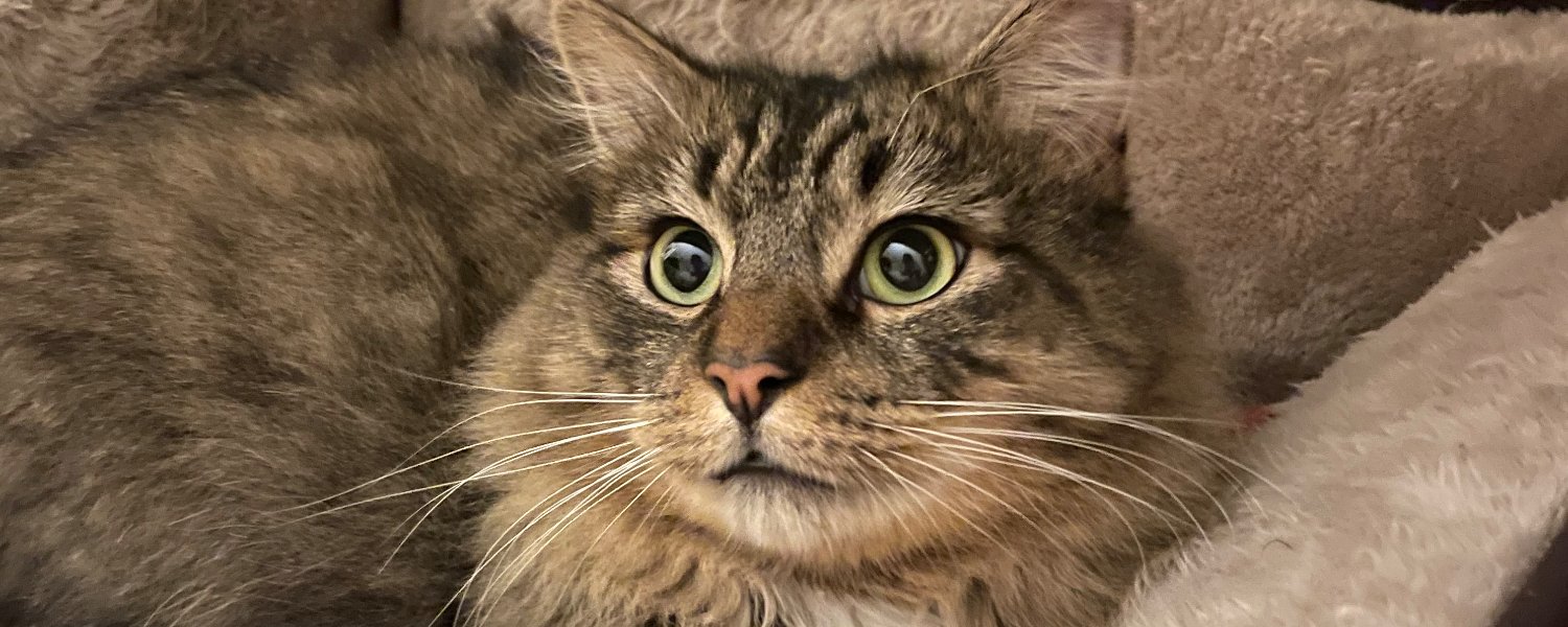 Clara Bolanos - Gifford Cat Shelter Meow Mile 5K