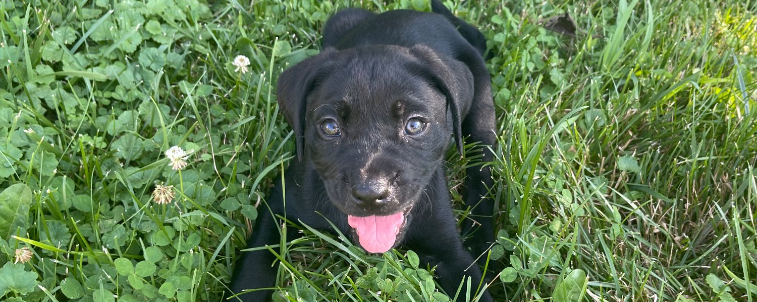 Angelia Estes - Furry Skurry 5K