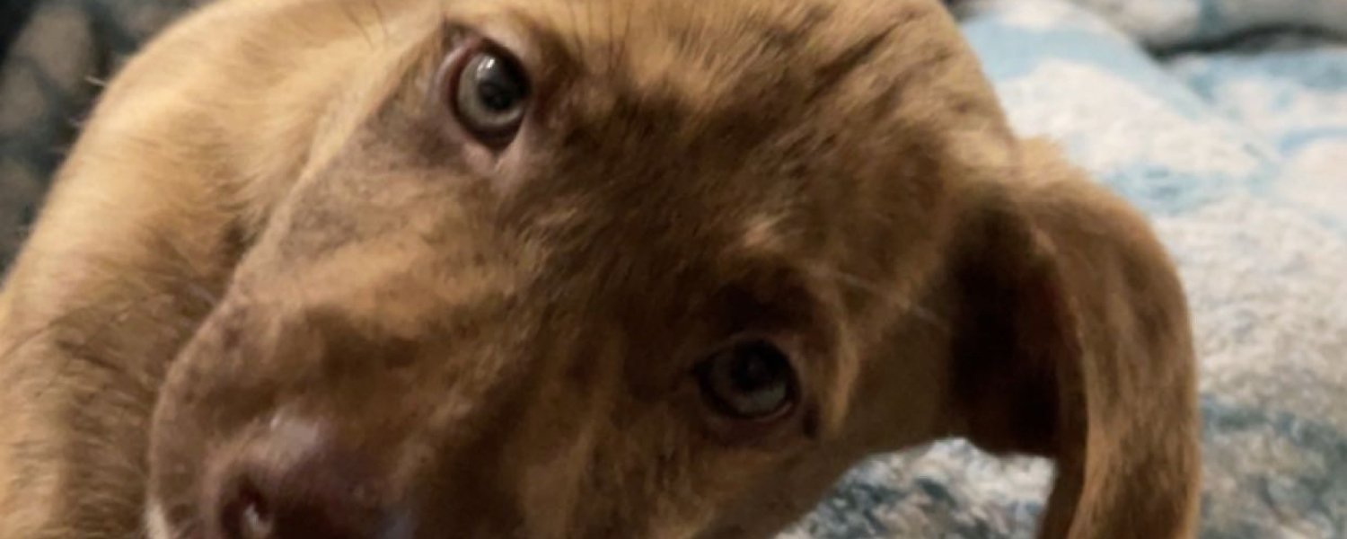 Angelia Estes - Furry Skurry 5K