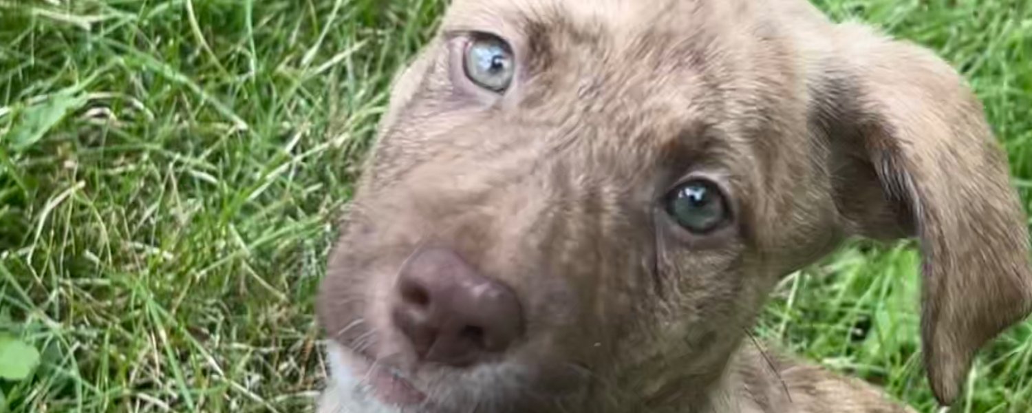 Angelia Estes - Furry Skurry 5K